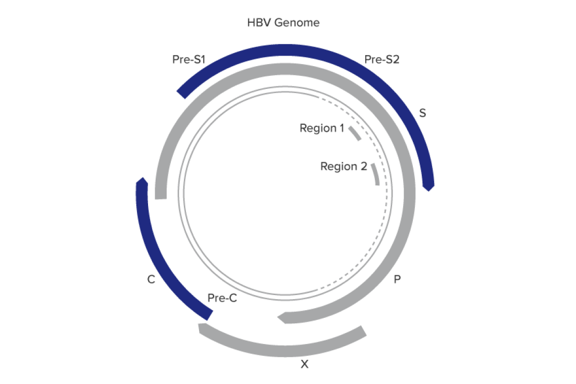 Aptima® HBV Quant Assay | Hologic